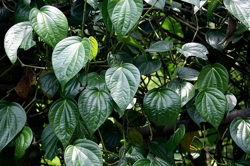 10 Health benefits of chewing Betel leaves - Yabibo