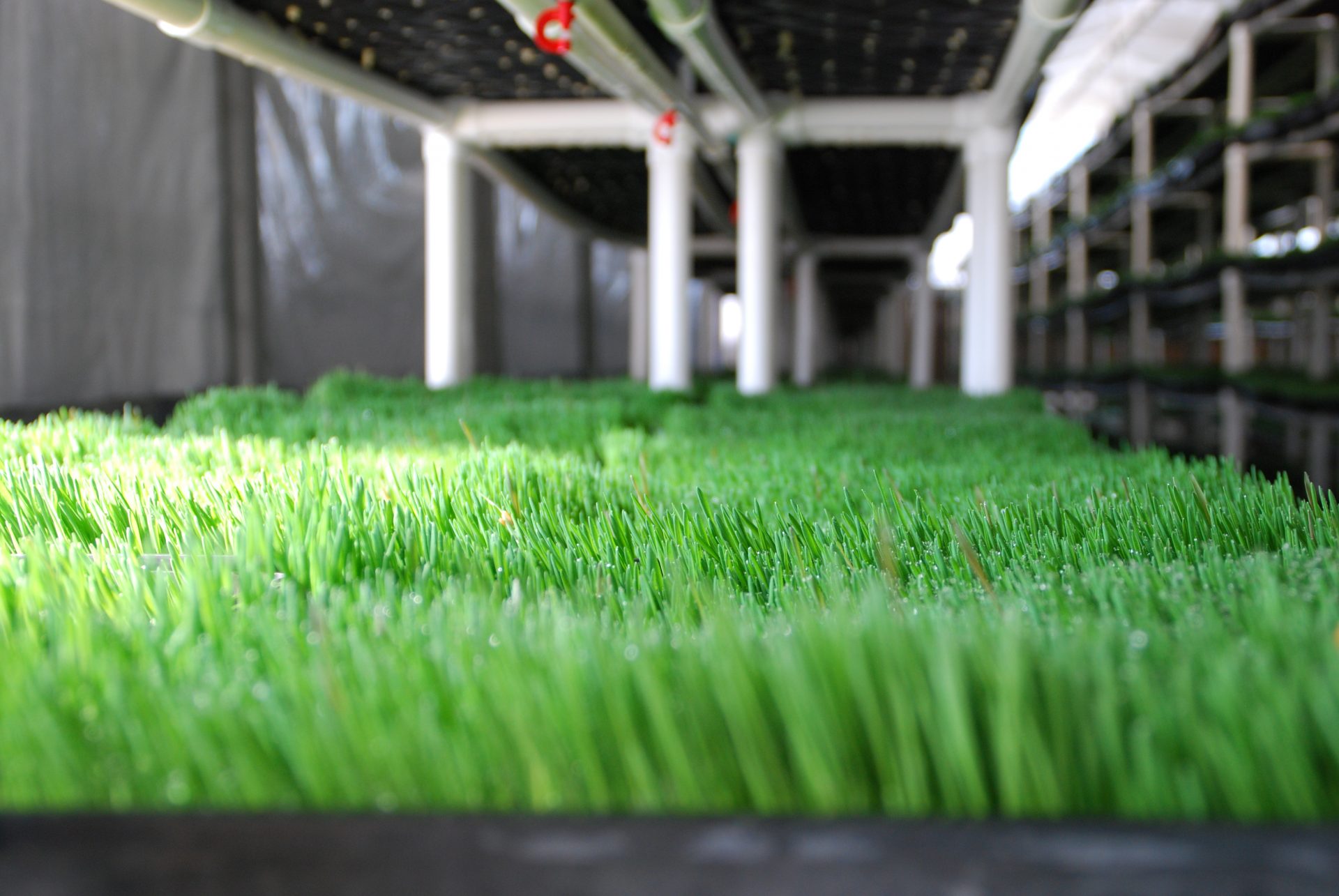 Wheatgrass Health Benefits - Yabibo