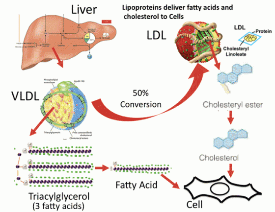 What You Need To Know On VLDL Cholesterol,