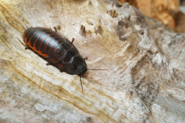 How to Get Rid of Cockroach Bite Naturally? - Yabibo