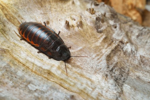 How to Get Rid of Cockroach Bite Naturally? - Yabibo