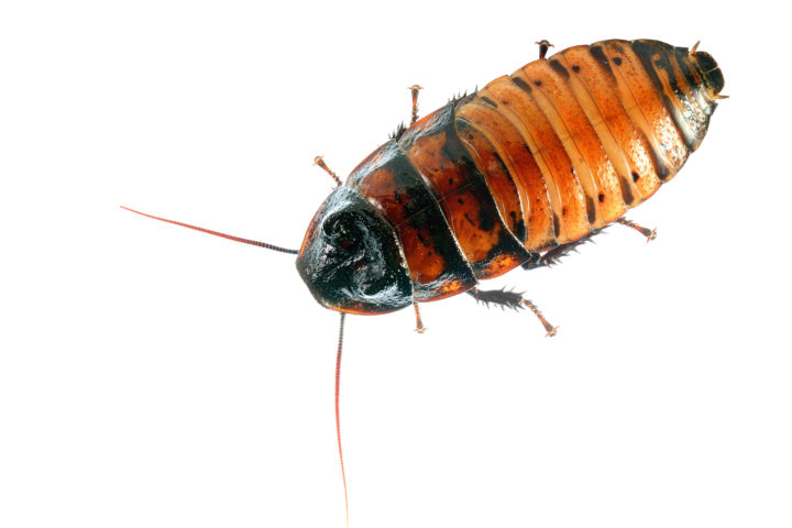 How to Get Rid of Cockroach Bite Naturally? - Yabibo