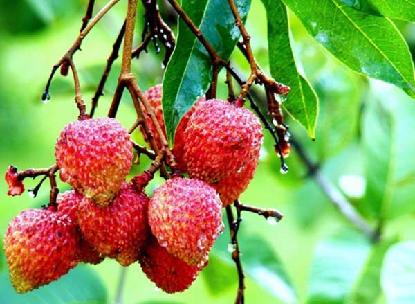 Benefits Of Lychee for health, skin and hair - Yabibo