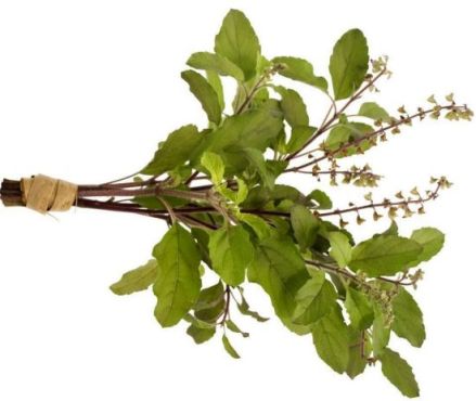 Seven incredible medicinal powers Of Tulsi - Yabibo
