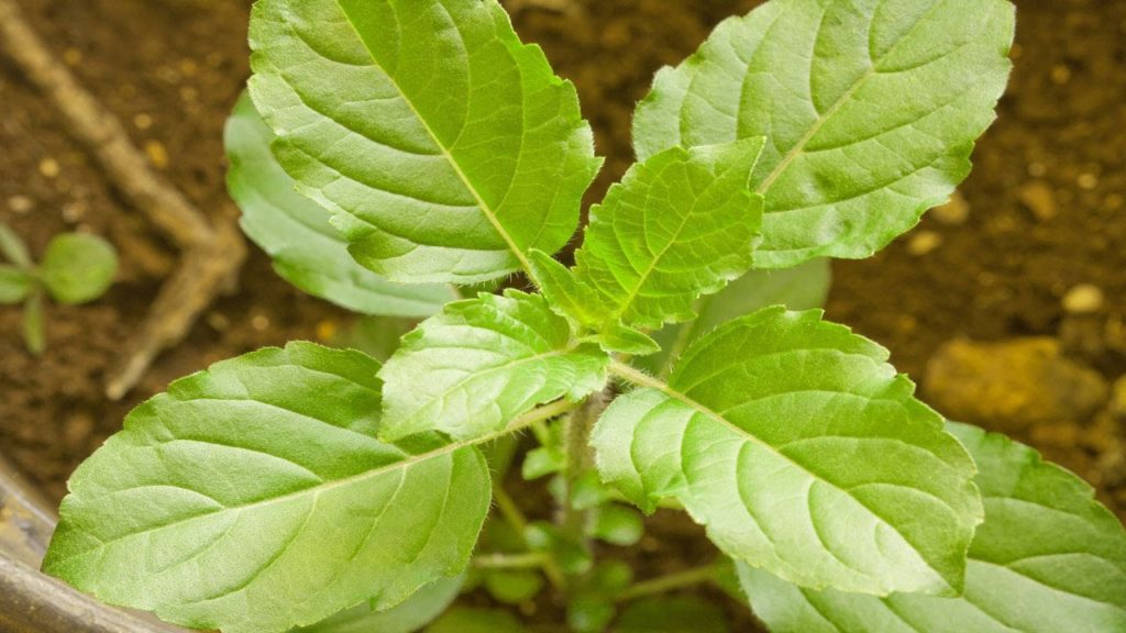 Seven incredible medicinal powers Of Tulsi - Yabibo