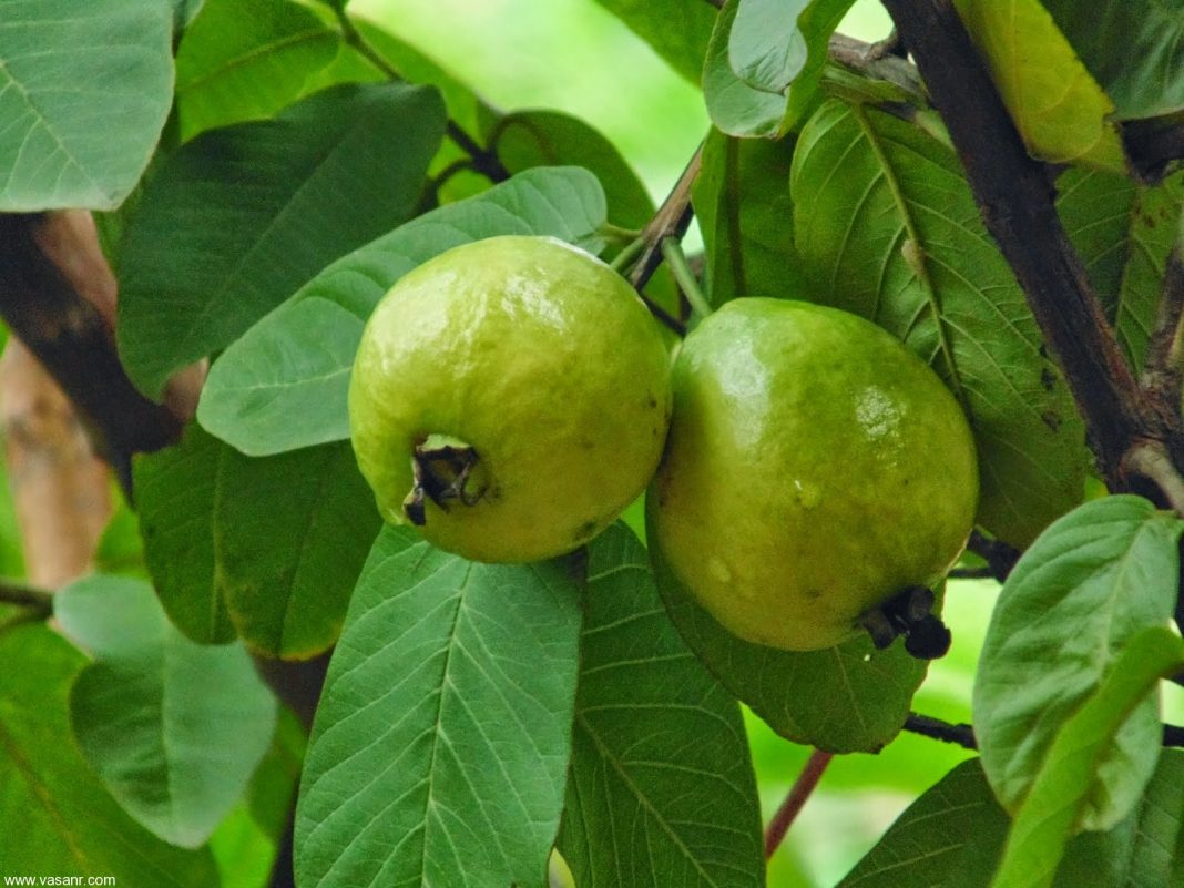 Benefits of Guava leaves for health, skin, and hair - Yabibo