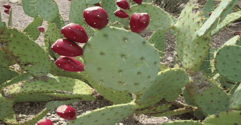 Different Types of Cactus and its Uses Along with Medicinal Benefits