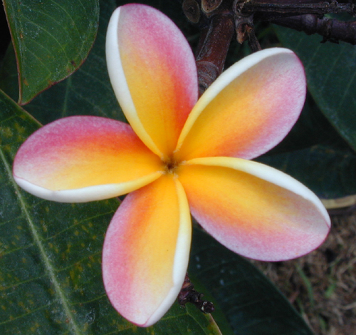 Pretty and beautiful flowers for you - Yabibo