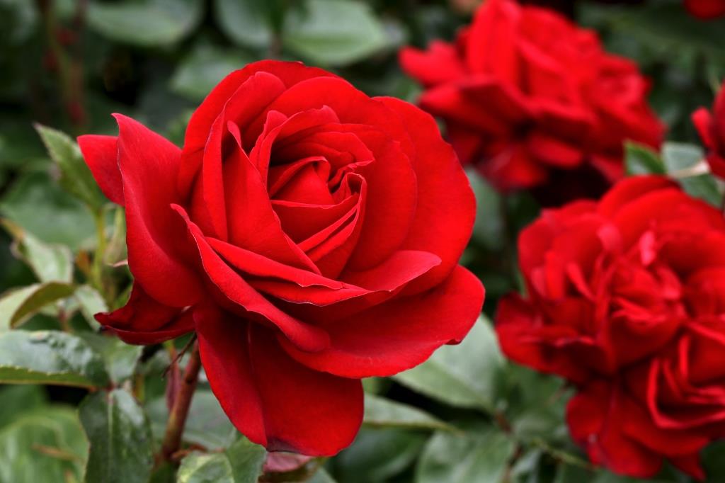Top 10 Most Pretty Roses In The World - Yabibo