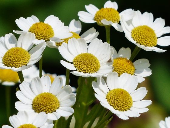 Incredible Health Benefits Of Chamomile - Yabibo