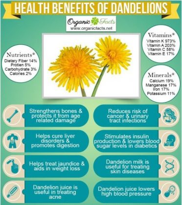 Amazing Health Benefits Of Dandelion - Yabibo