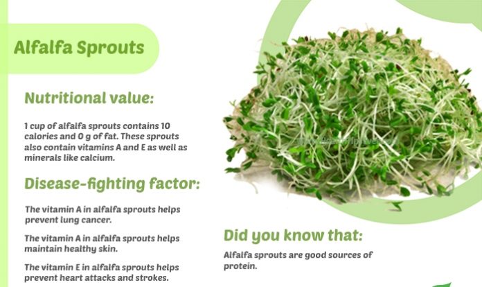 Unbelievable Health Benefits Of Alfalfa Sprouts - Yabibo