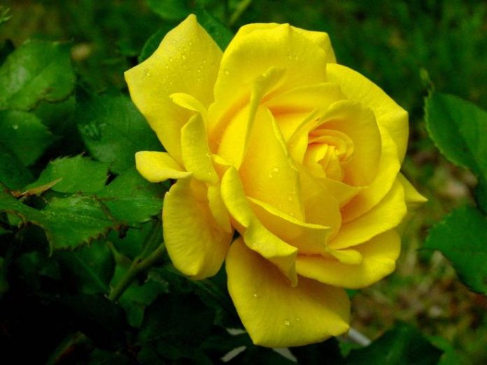 Top 15 Beautiful Yellow Flowers In The World - Yabibo
