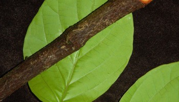 Clavo Huasca For Skin, Hair And Health - Yabibo