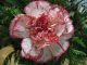 Most Beautiful Carnation Flowers In The World - Yabibo