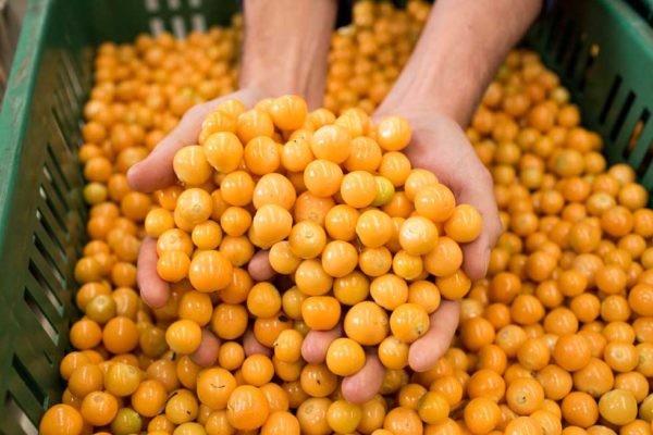 Inca Berries Health Benefits To Have in Summer Season - Yabibo