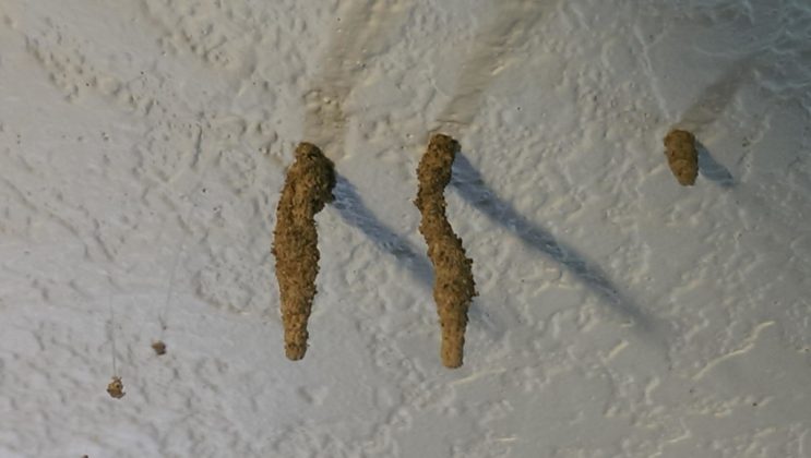 Best Natural Ways To Get Rid Of Silverfish Infestation - Yabibo