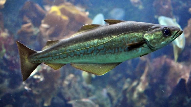 10 Amazing Benefits of Pollock Fish - Yabibo
