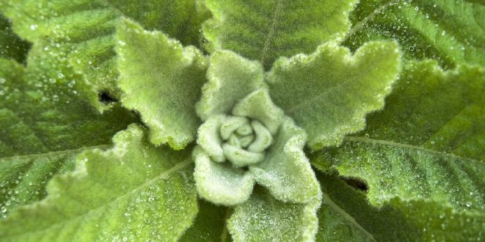 10 Amazing Benefits of Mullein Essential Oil - Yabibo