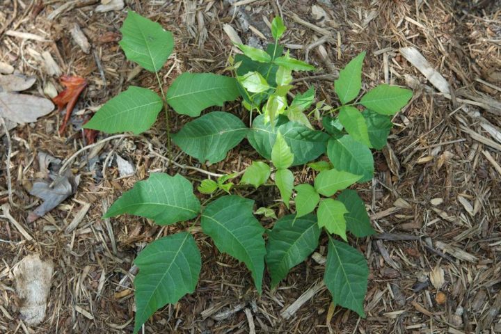 Symptoms and Prevention of Poison Sumac - Yabibo