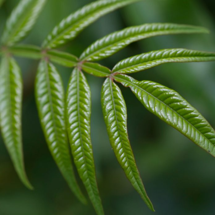 Symptoms and Prevention of Poison Sumac - Yabibo