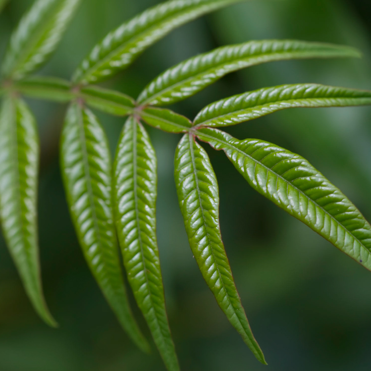 Symptoms and Prevention of Poison Sumac - Yabibo