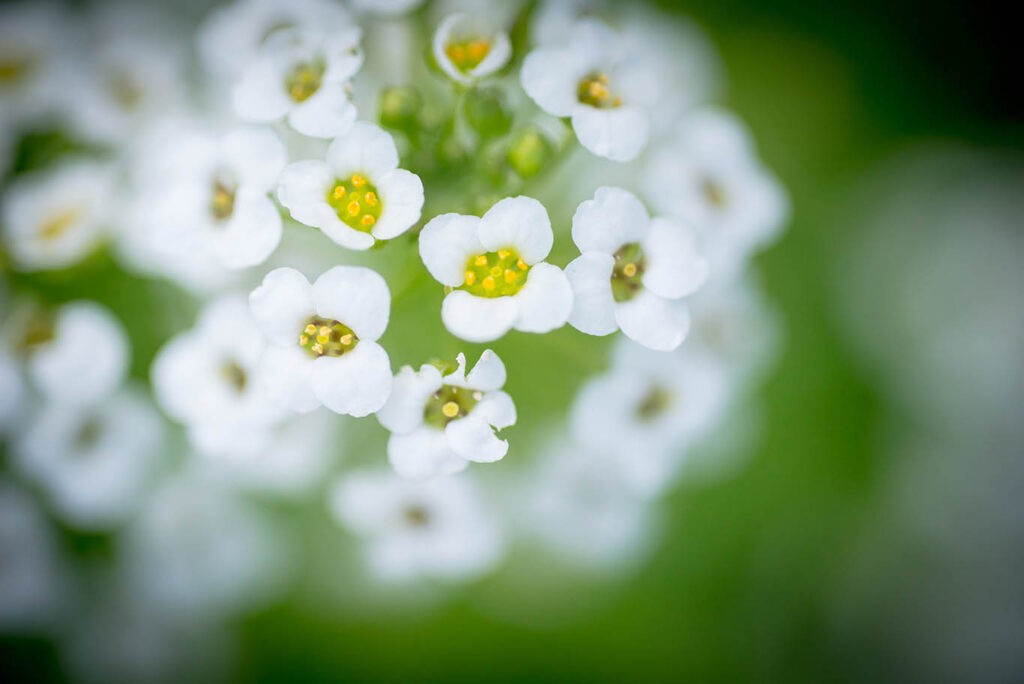 A Look at top 10 Winter Flowers in India - Yabibo